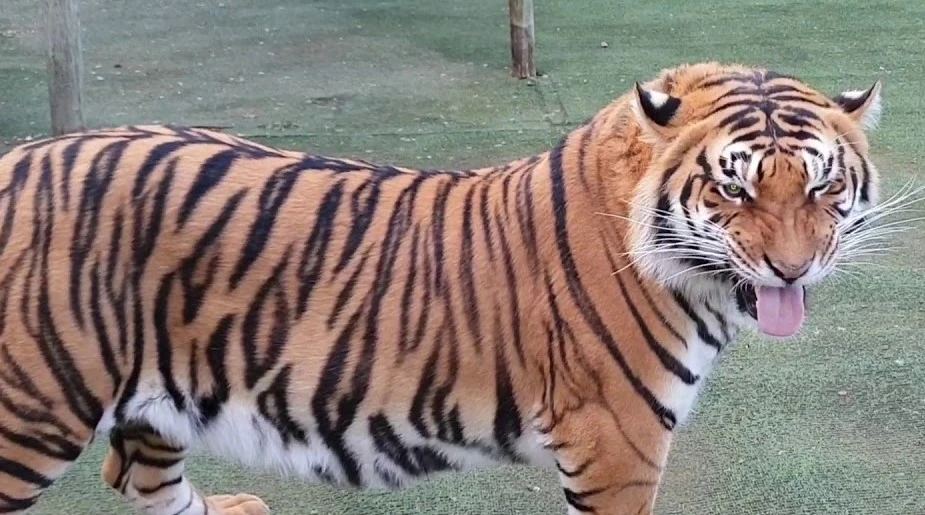 Diego/Gallery | Michael Jamison Wiki | Fandom