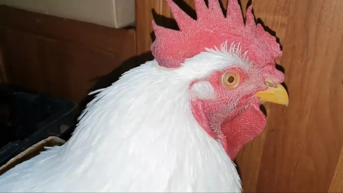 Hendrick | Michael Jamison Wiki | Fandom