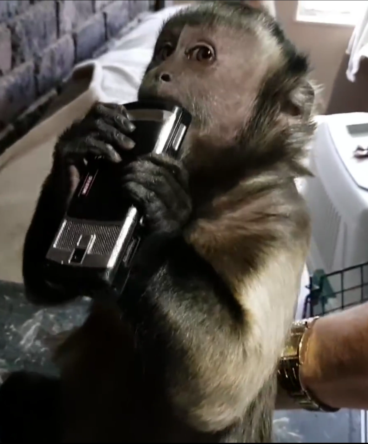 Bielie | Michael Jamison Wiki | Fandom