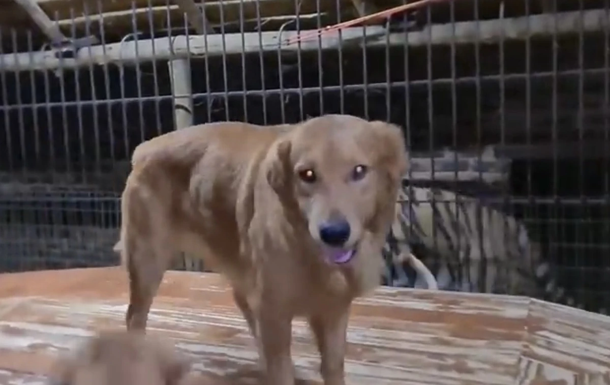 Arthur | Michael Jamison Wiki | Fandom