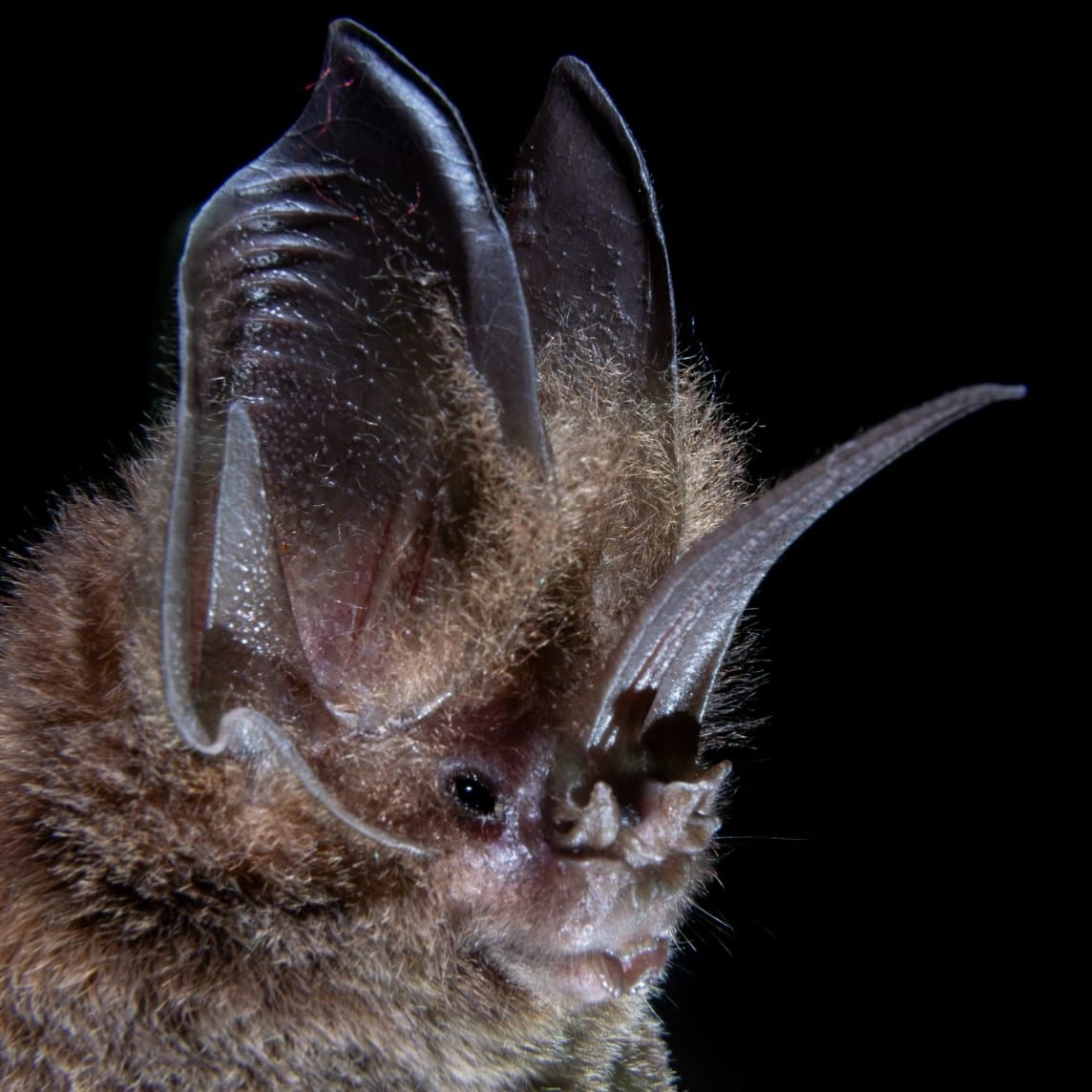 Common sword-nosed bat | Michael Keaton Wiki | Fandom