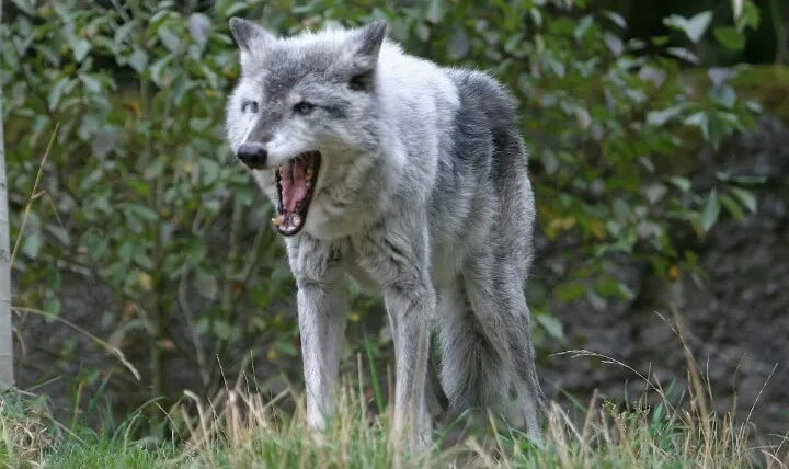 Unidentified Gray Wolf (Manistique, Michigan) | Upper Peninsula Wiki ...