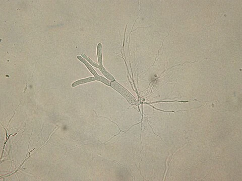 Allomyces | Wiki Micología | Fandom