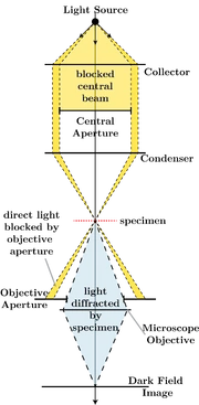 Dark-field Microscopy | Microbiology Wiki | Fandom