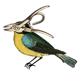 Cyberphilic Bird | Middens Wiki | Fandom