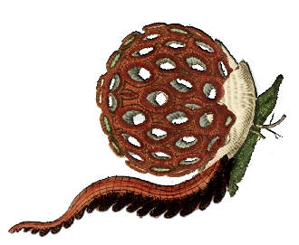 Baldin | Middens Wiki | Fandom