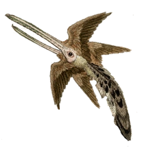 Bet-Bird | Middens Wiki | Fandom