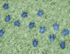 Version History/2021 | Midnight Horrors Wiki | Fandom