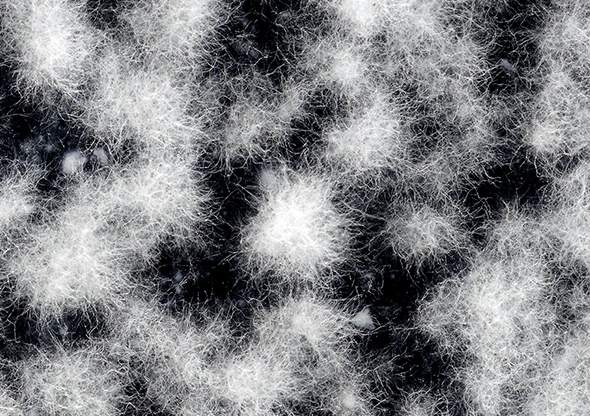 Mold Madness | Midnight Paper Wiki | Fandom