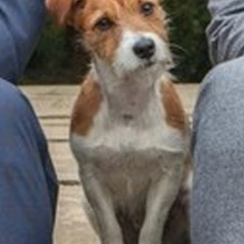 Sykes Dog