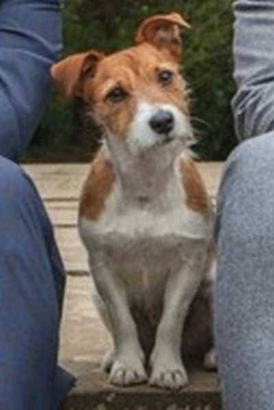 What Happened To Sykes The Dog From Midsomer Murders