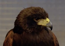 Birds of Prey | Midsomer Murders Wiki | Fandom