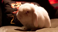 The Bunny Whisperer | M.I.High Wiki | Fandom