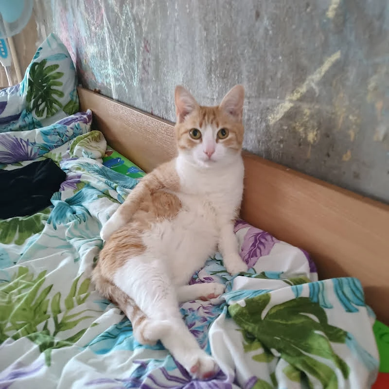 Мани | Mika kit Вики | Fandom