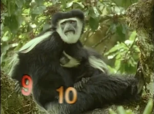 Animal Numbers | Mikeyminizback Wiki | Fandom