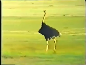 Geoffrey Giraffe: Animal Alphabet | Mikeyminizback Wiki | Fandom