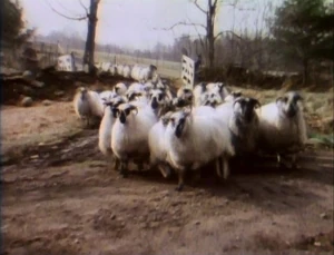 Episode 3702 | Mikeyminizback Wiki | Fandom