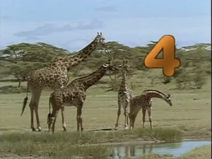 Animal Numbers | Mikeyminizback Wiki | Fandom