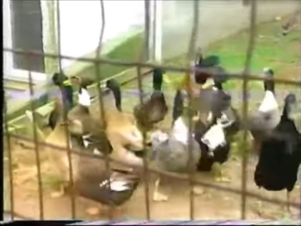 What's the Buzz with Philomena Fly | Mikeyminizback Wiki | Fandom