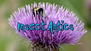 Insect Antics | Milkshake! Wiki | Fandom