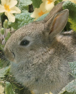 Animal Antics | Milkshake! Wiki | Fandom