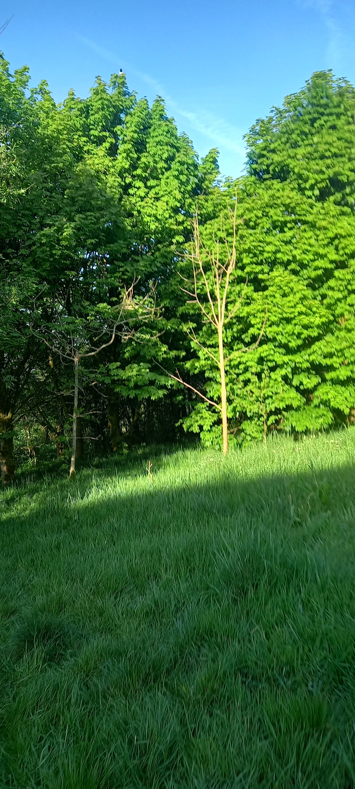 Sholver | Millennium Green Wiki | Fandom