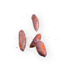 Sweet Potato Seed | Million on Mars Wiki | Fandom