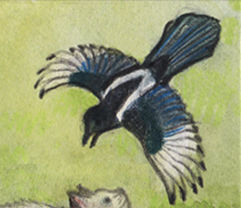 Magpie | Milo and the Magpies Wiki | Fandom