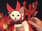 Satan Kitty | The Andy Milonakis Wiki | Fandom