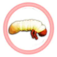Larvae | The Mimic Wiki | Fandom