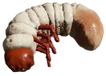 Larvae | The Mimic Wiki | Fandom