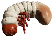 Larvae | The Mimic Wiki | Fandom