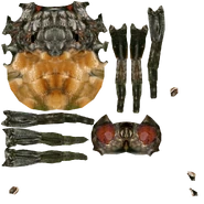 Shinchu | The Mimic Wiki | Fandom