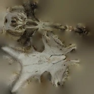 Gozu and Mezu | The Mimic Wiki | Fandom