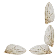 Shinchu | The Mimic Wiki | Fandom