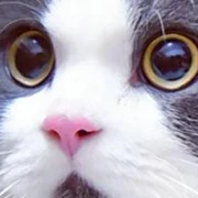 Anuken | Mindustry Unofficial Wiki | Fandom