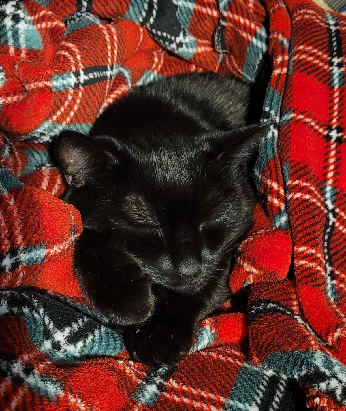 Jerry | Mineberry Wiki | Fandom