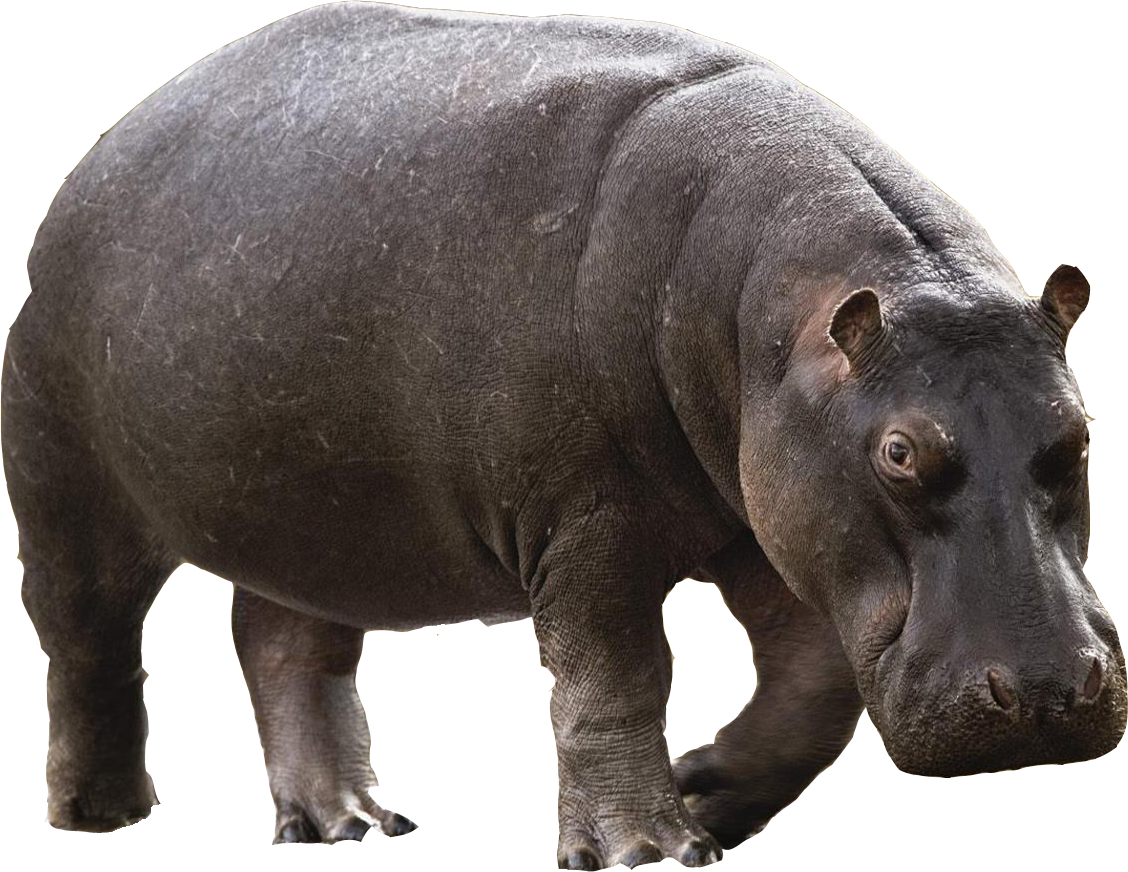 Hippopotamus Minecraft Fiction Universe Wiki Fandom
