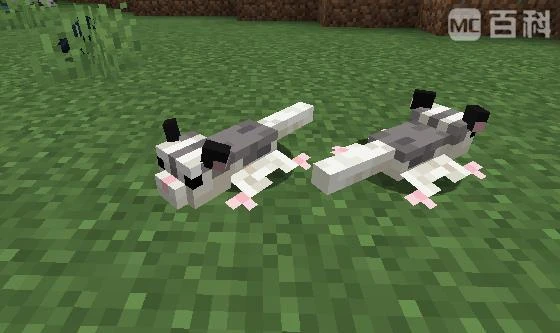 Sugar Glider | Minecraft Mobs Wiki | Fandom
