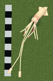 Giant Squid | Minecraft Mobs Wiki | Fandom