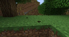 Cockroach | Minecraft Mobs Wiki | Fandom