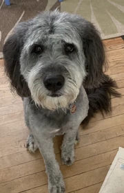 Husky-Poodle | Minecraft Mobs Wiki | Fandom