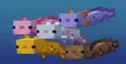 Axolotl | Minecraft Mobs Wiki | Fandom