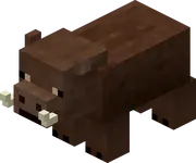 Boar | Minecraft Mobs Wiki | Fandom