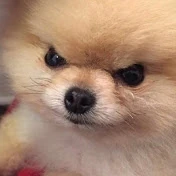 Dizzy | Minecraft Monday Wiki | Fandom