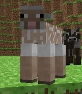 Sheep/Gallery | Minecraft Wiki | Fandom