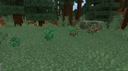 Sweet Berry Bush | Minecraft Wiki | Fandom