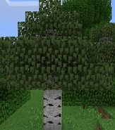Tree/Gallery | Minecraft Wiki | Fandom