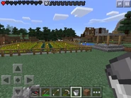 Wheat | Minecraft Wiki | Fandom
