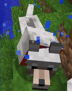 Wolf/Gallery | Minecraft Wiki | Fandom